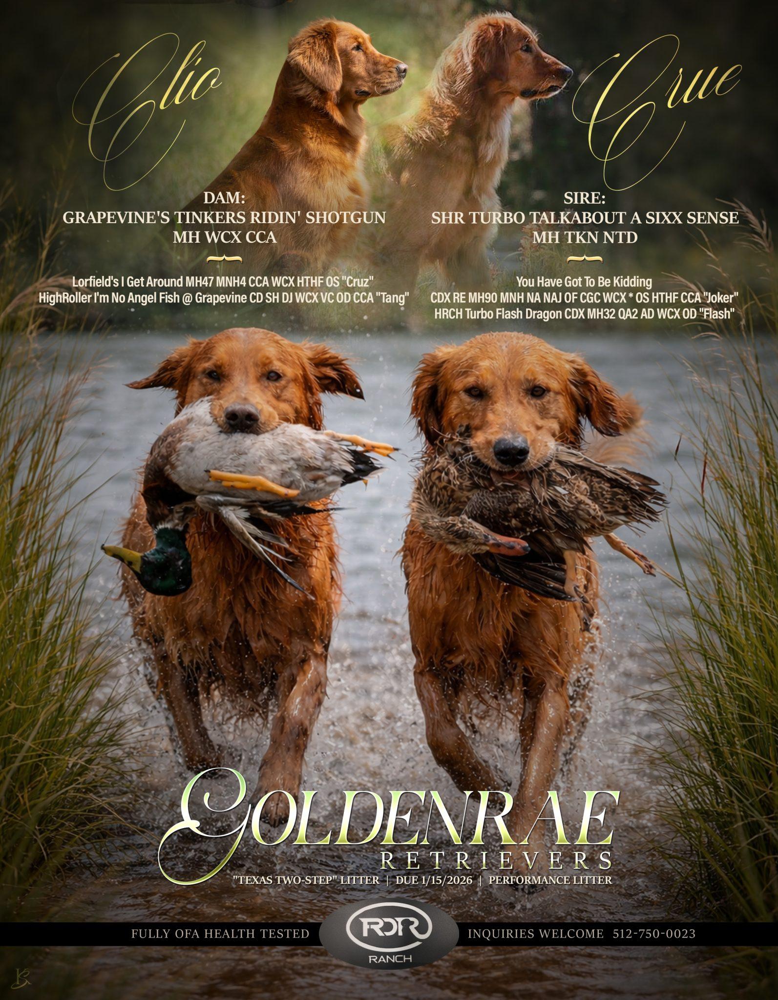 Litters – GoldenRae Retrievers